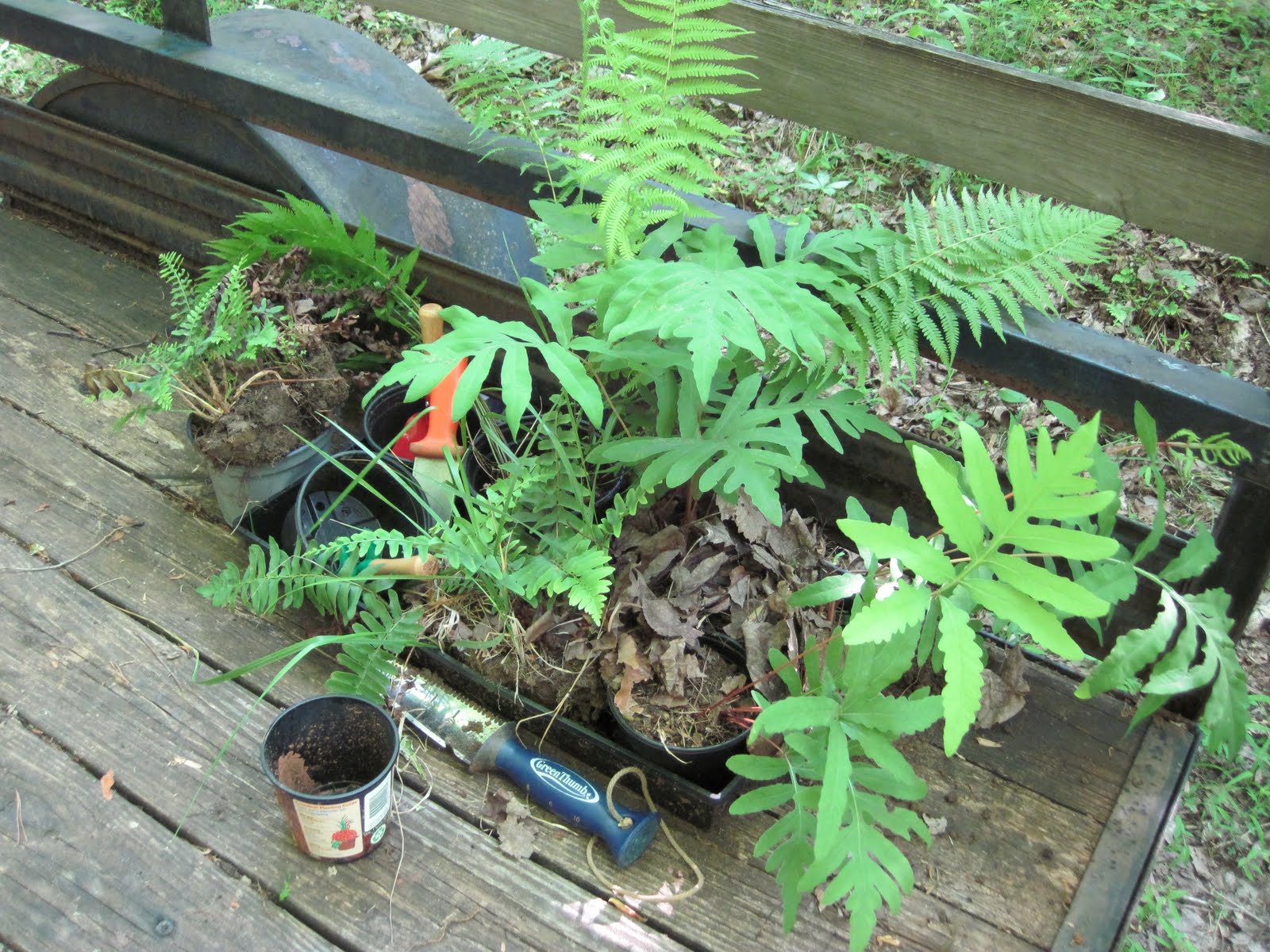 Snuggle Acres: Going on a Fern Hunt