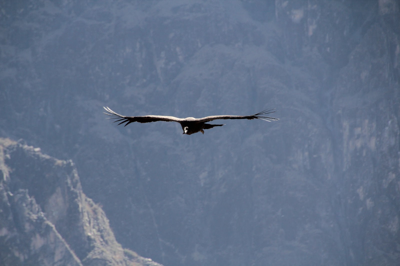 Superficiel et Léger: Condors en vol (La Croix du Condor - Pérou)