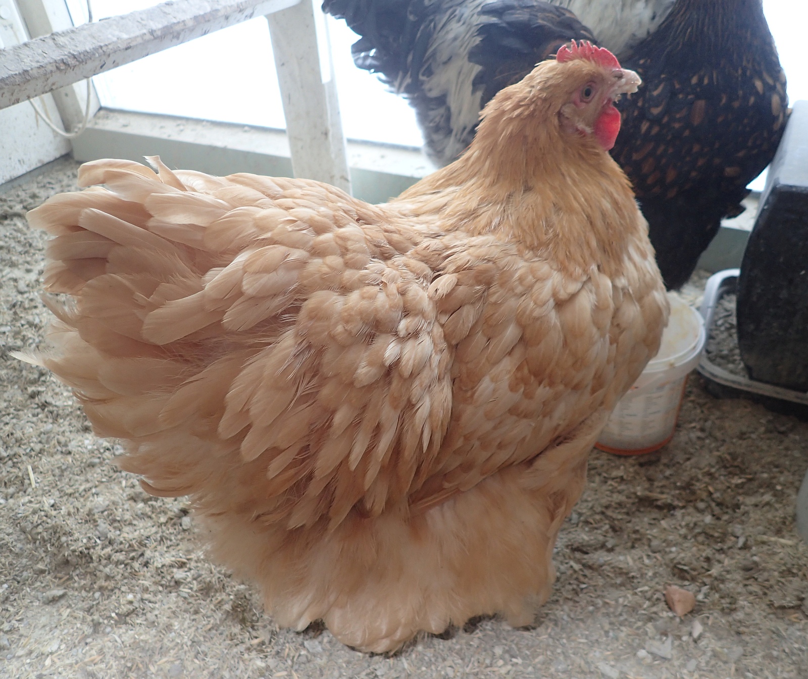 TUOHIMUTKAN KANALA: Kallen komeat rouvat