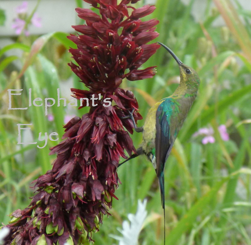 Melianthus major - Honey Flower for the Birds!