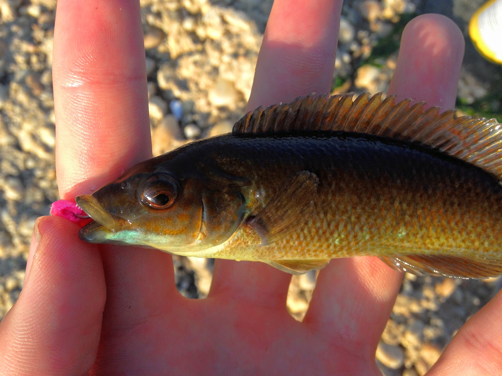 Bass on the Golf Course: Belmar Bergalls