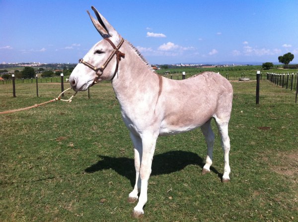 Dahora Rural do Sul da Bahia.: JUMENTO DE RAÇA