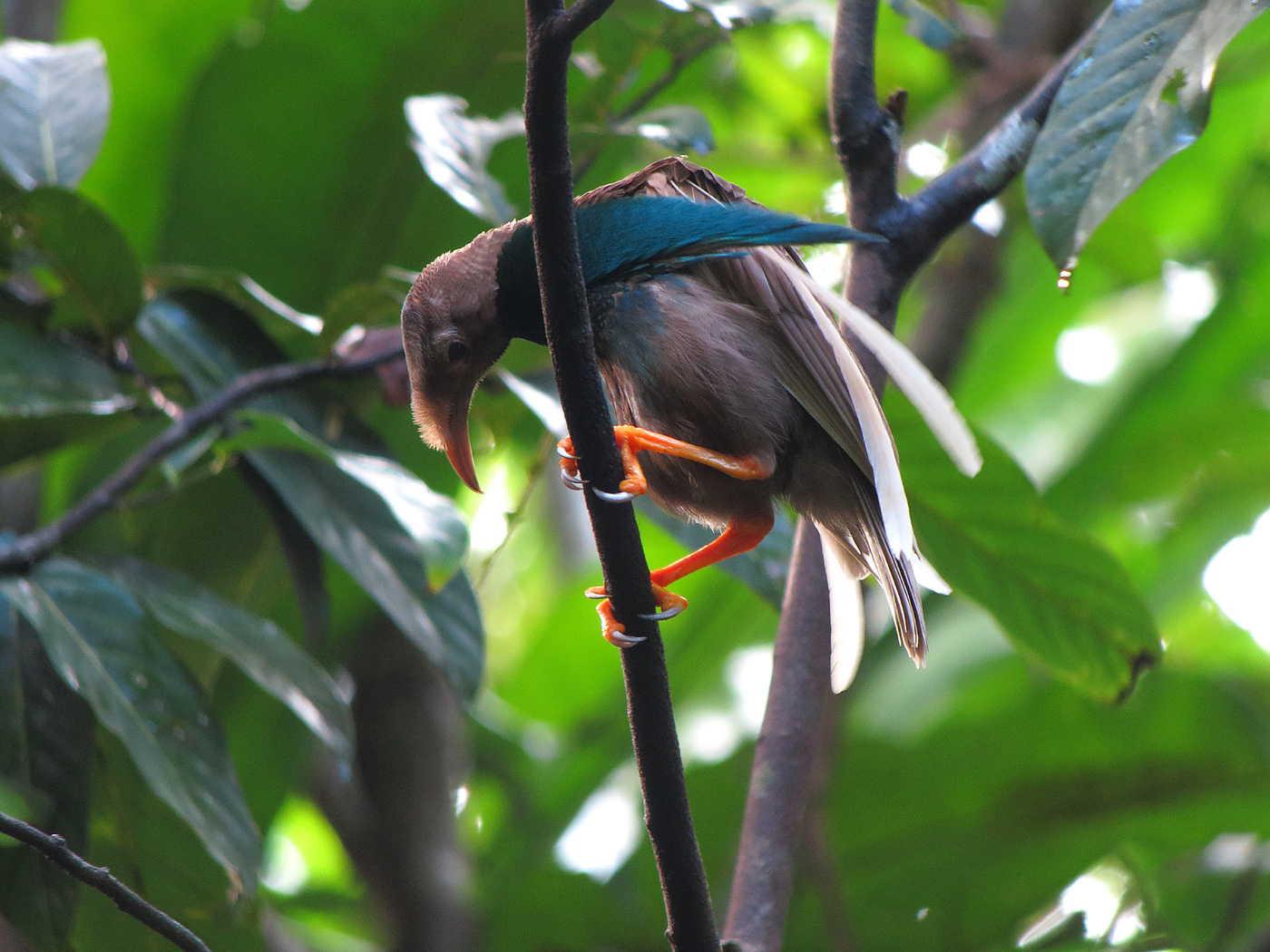 Normanby Nature: Wallace's Standardwing