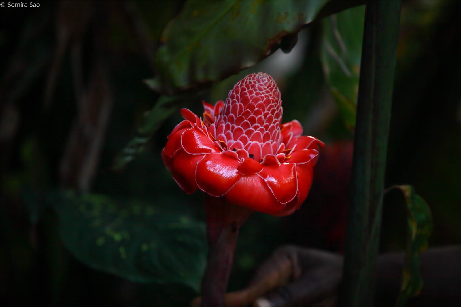 Anasazi Racing: tropical flora / grenada