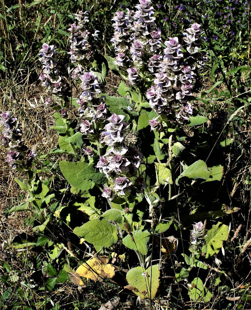 Plantas: Beleza e Diversidade: Salva-esclareia (Salvia sclarea)