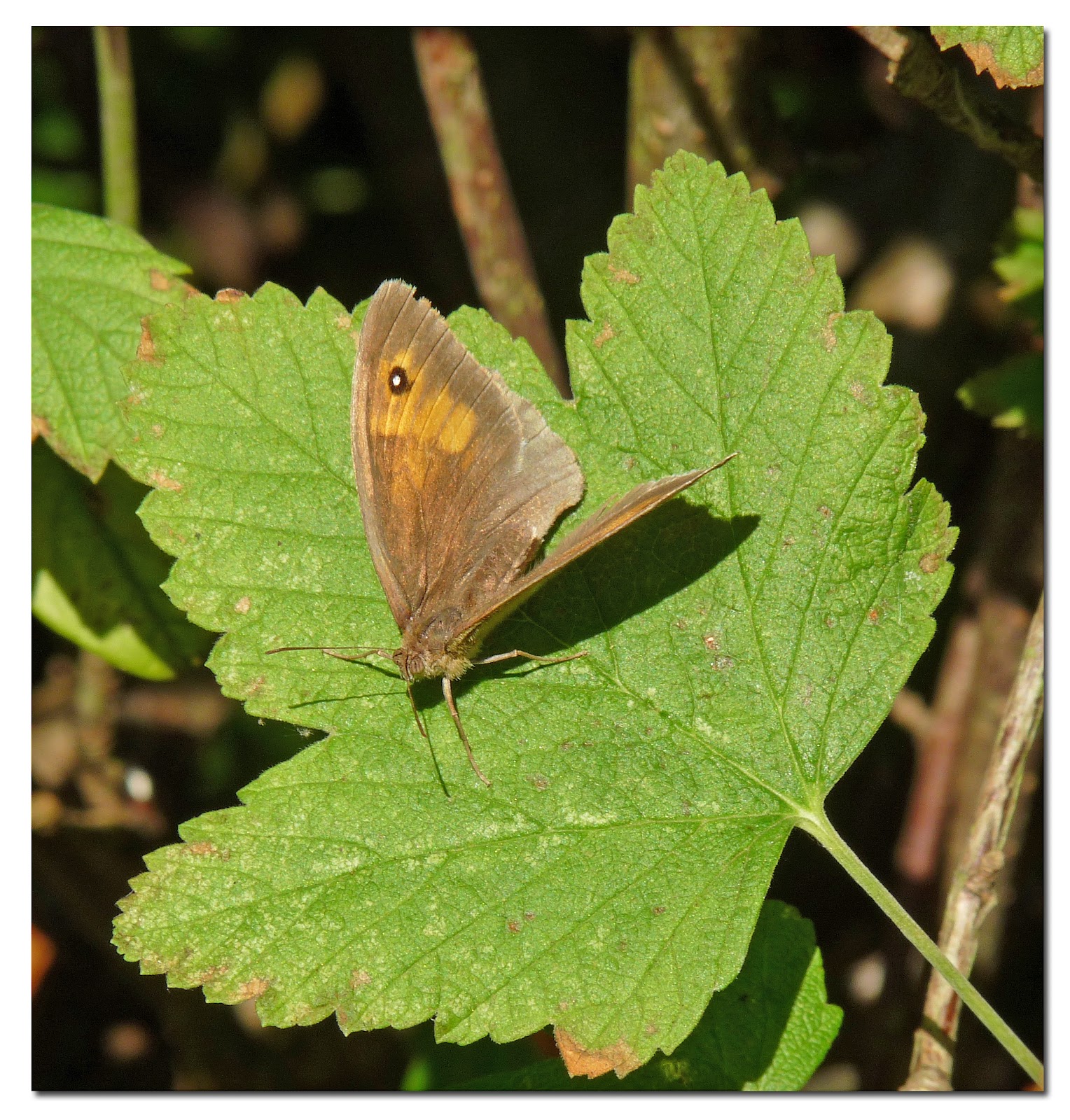 Wild and Wonderful: July 2012