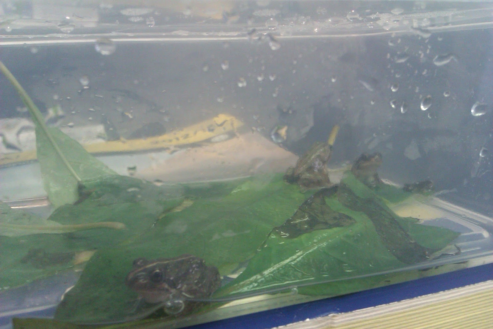 ACT Frogwatch Tadpole Kits