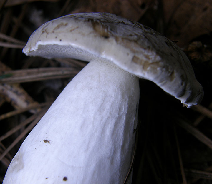 Anybody Seen My Focus?: Boletus pallidus (Pallid Bolete)