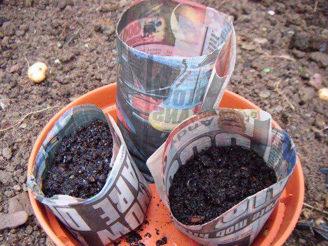 The Carrigaline Crusty: Homemade Biodegradable Seed Pots