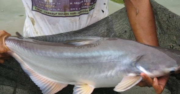Umpan Pelet Serbuk Ikan Patin Paling Jitu - Toko Umpan Master Essen 100 ...