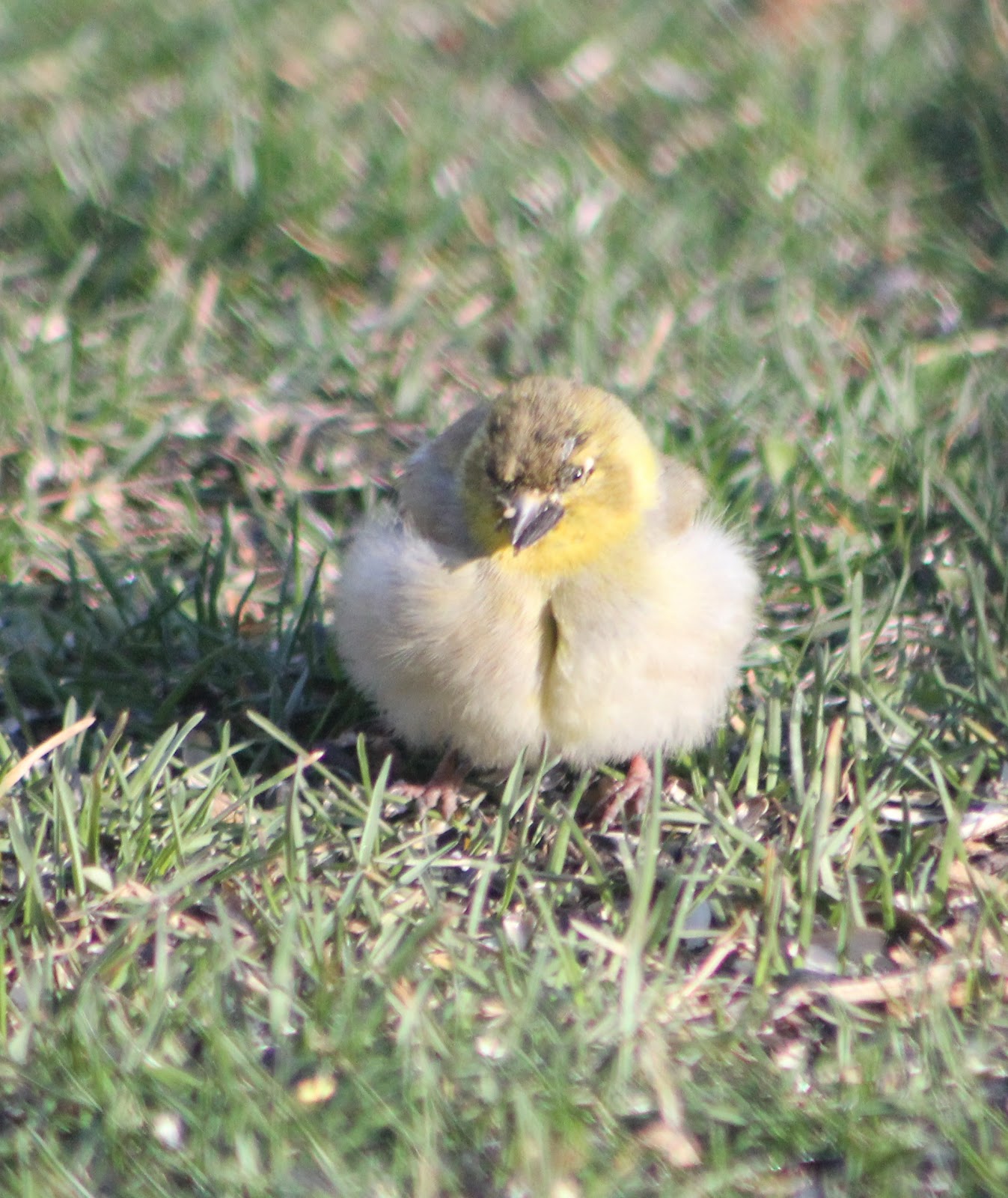 Beyond My Garden: Fat Goldfinch
