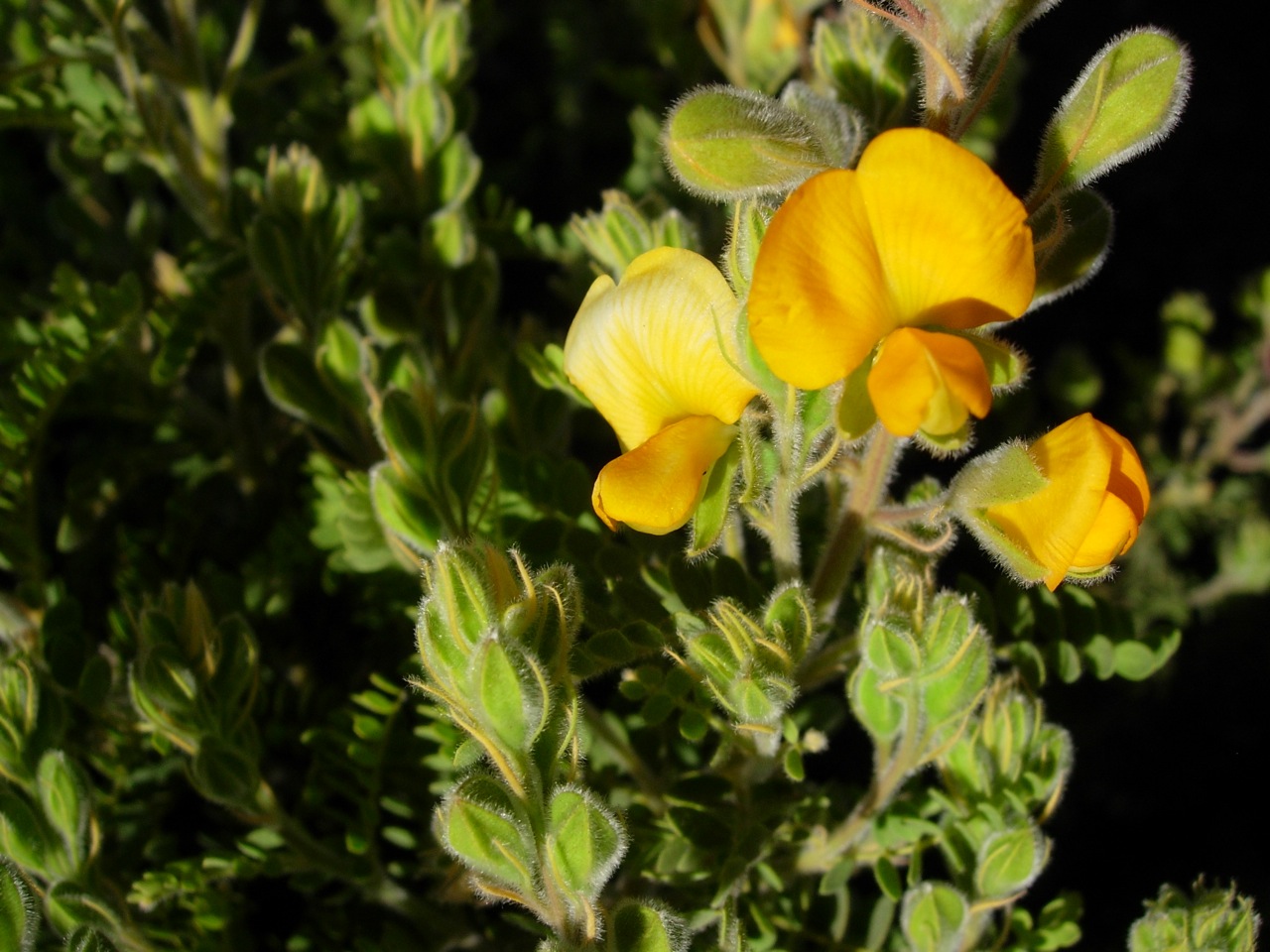 Schoers' Travels: THE PILBARA - RED ROCKS BLOOMING