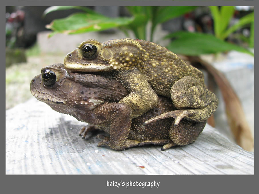 best photos 2 share: 8 Frogs from Every Corner of the World