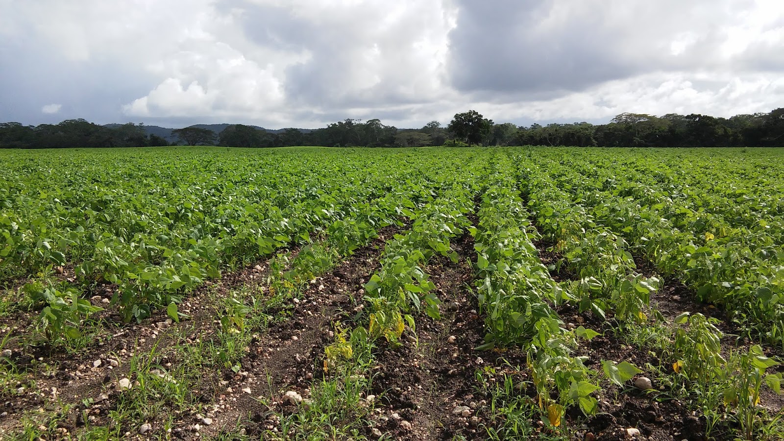 Mennonite Farming in Belize (Crops)