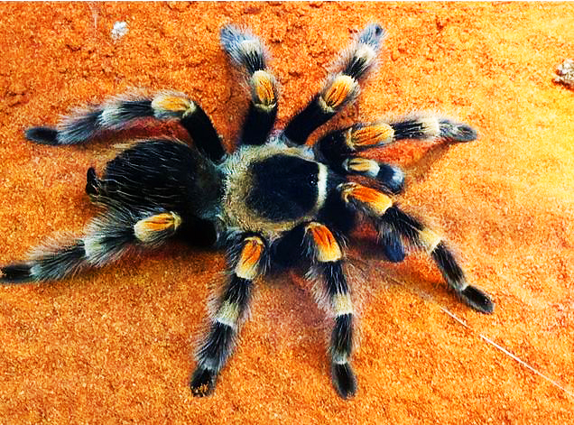 Kristian Nilsson Nature Photography: Kryp