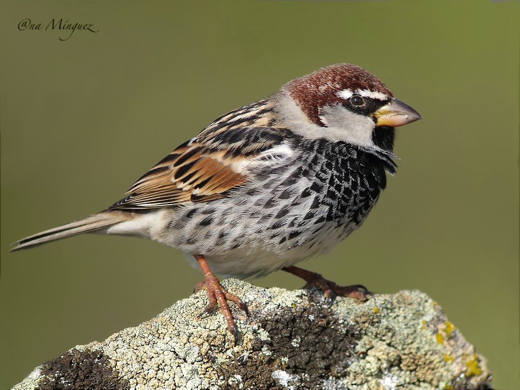 NATURANAFOTOS: Gorrión moruno