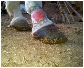 Habronemosis cutánea en equinos ´´Llagas de verano´´