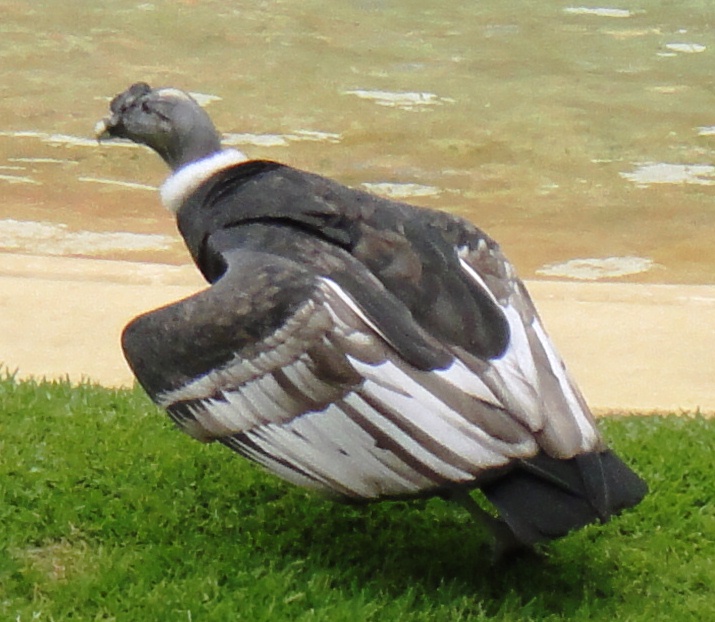 Talon: Andean Condor in Australia Zoo