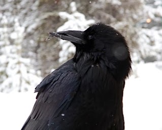 Whatcom Birding: Deformed bill raven A Fritz 2/3/14