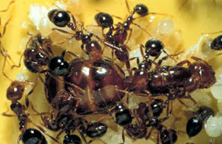 Mengenal Semut, serangga berjiwa Gotong Royong