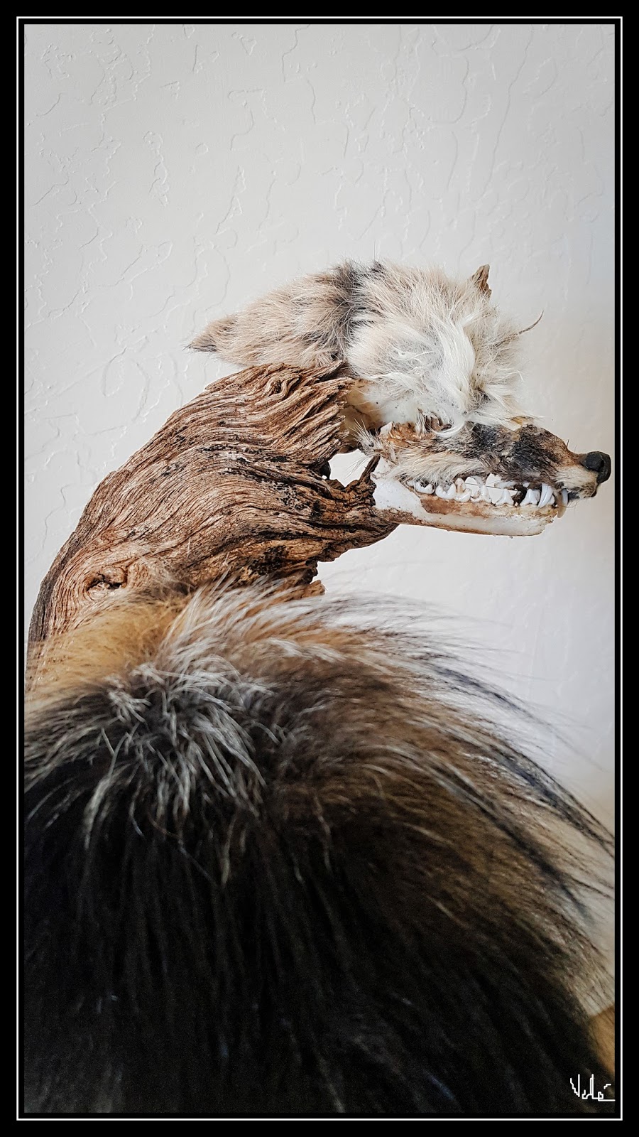 Arizona Badger (Taxidea taxus)