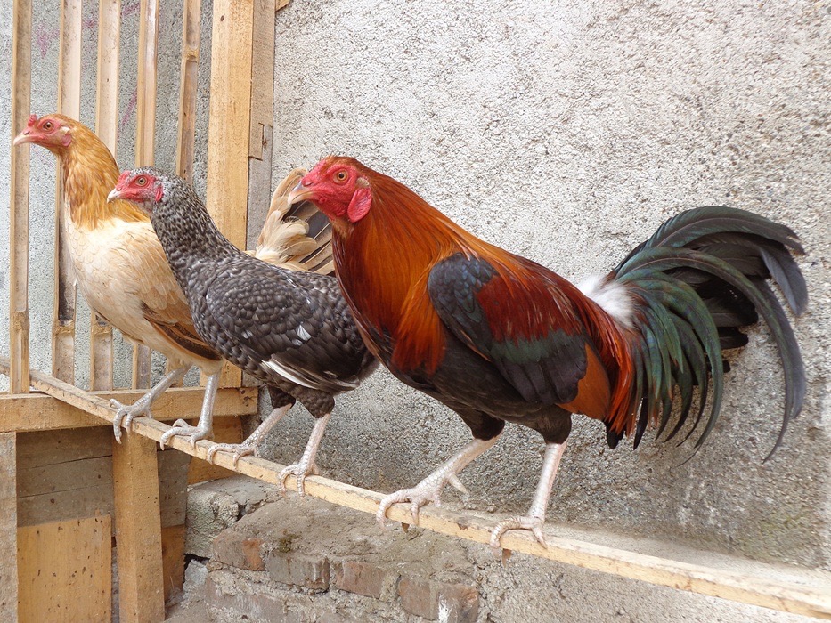 Dijual Ayam Filipin / Philipin