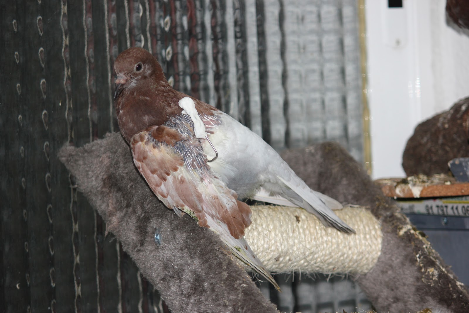 Mis amigas las palomas: Tratamiento ALA ROTA