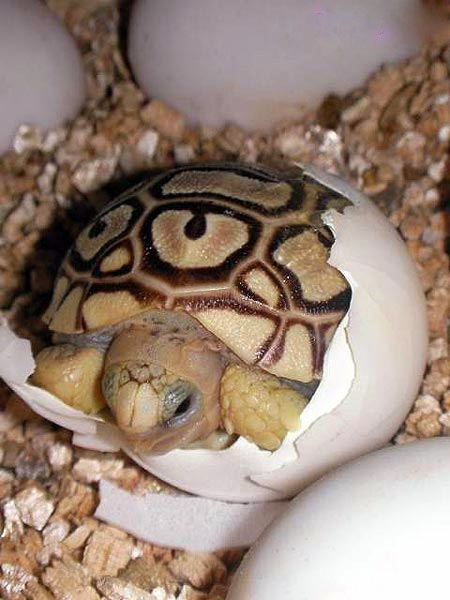 Imagenes de animales que nacen del huevo - Imagui