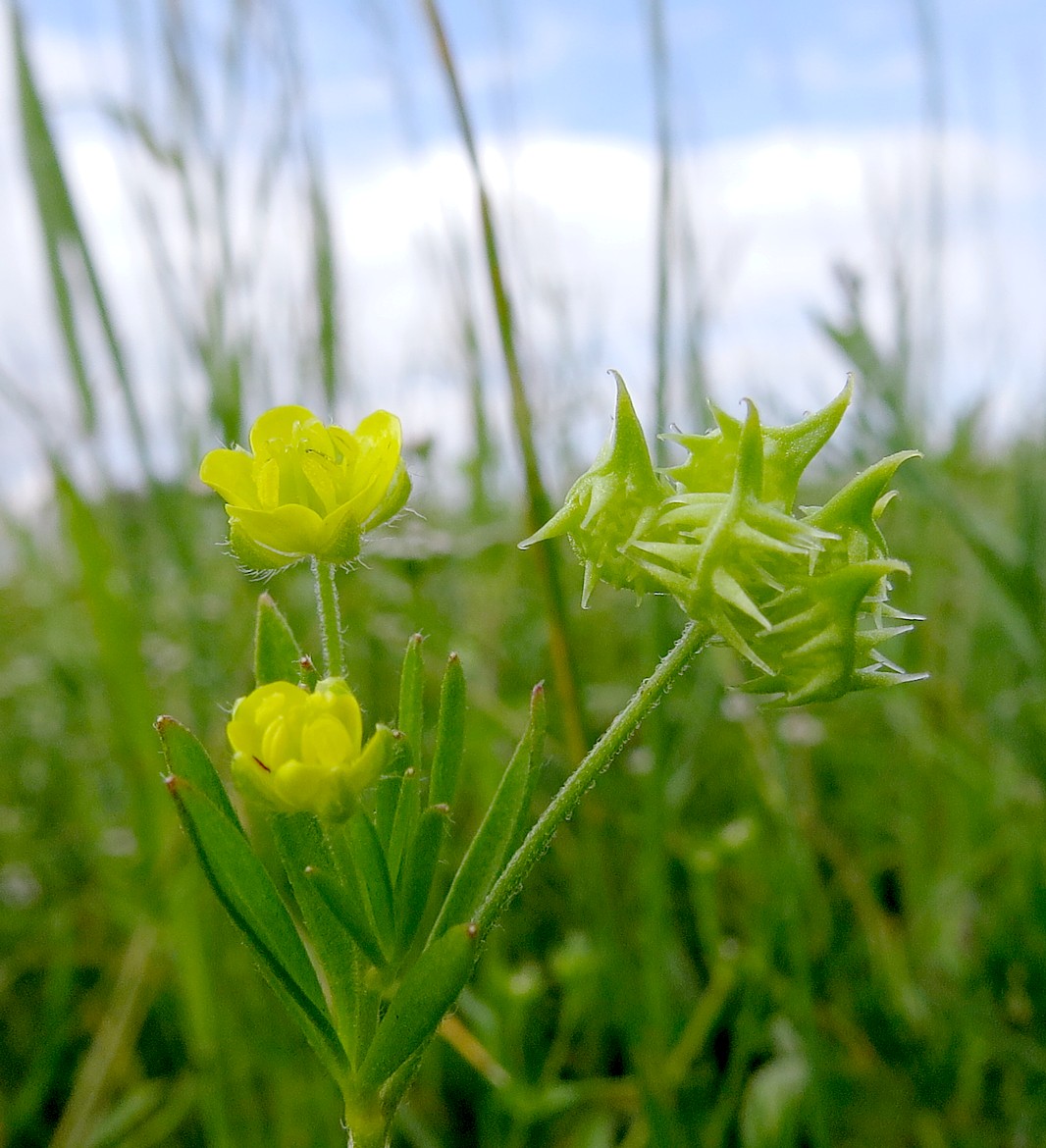 Wildwings and Wanderings: Bee Orchid Var. Chlorantha and Corn Buttercup
