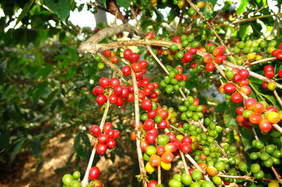 vherman.blogspot.com: Kebun kopi jolong pati