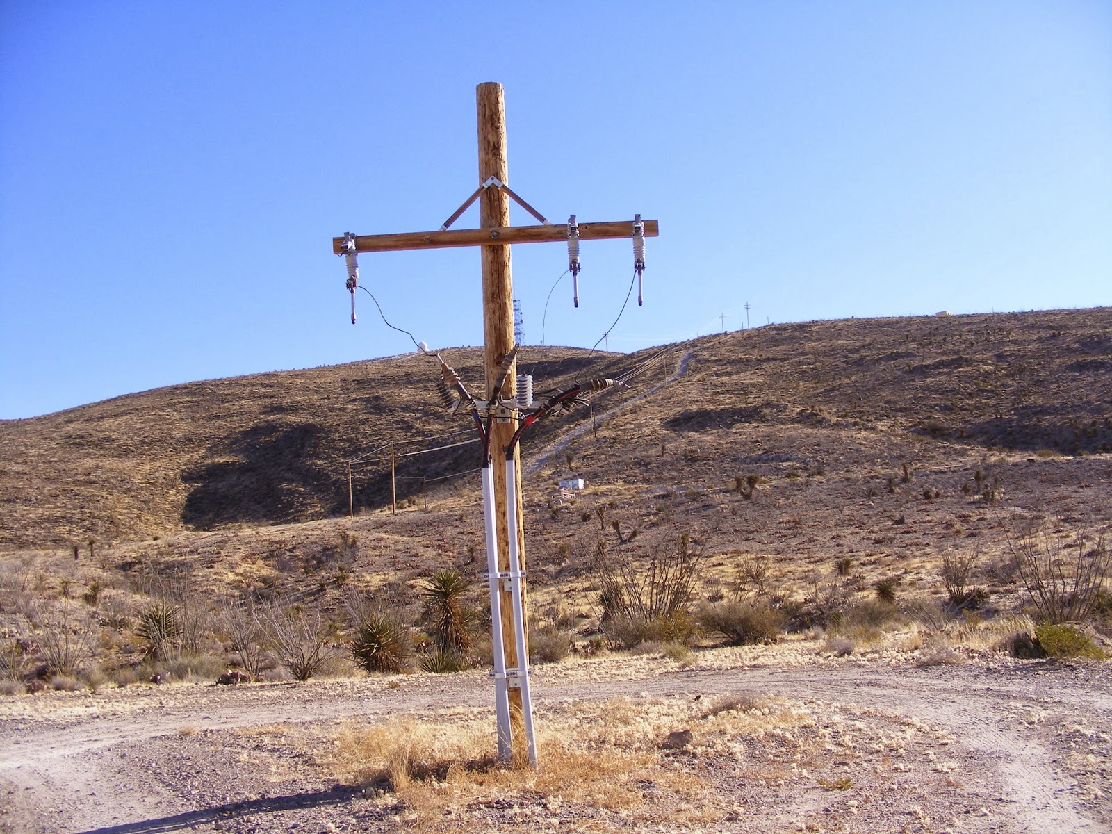 Desert Packrat: Shoo Fly!