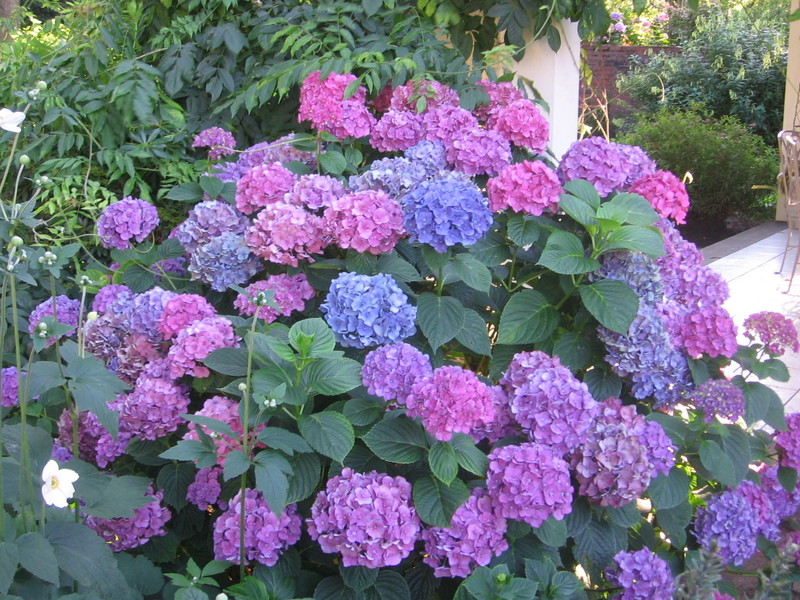 Dr. Dan's Garden Tips: The Range of Hydrangea