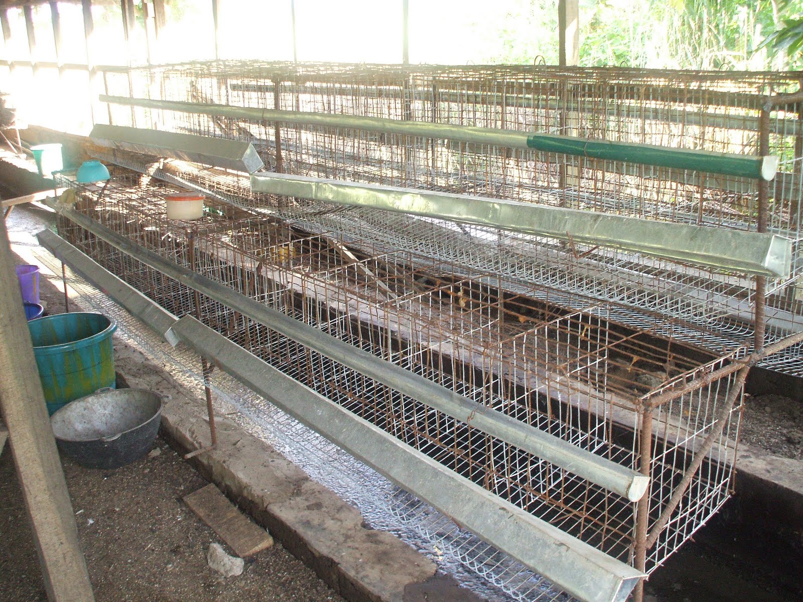 POULTRY FARMING HOME: GET BATTERY CAGES