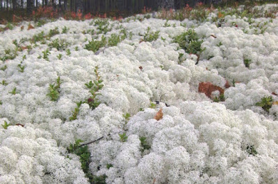 Zielony Blog DAMABIO : Potęga Syberii - rośliny syberyjskie