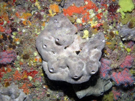 Mundo animal: Esponjas