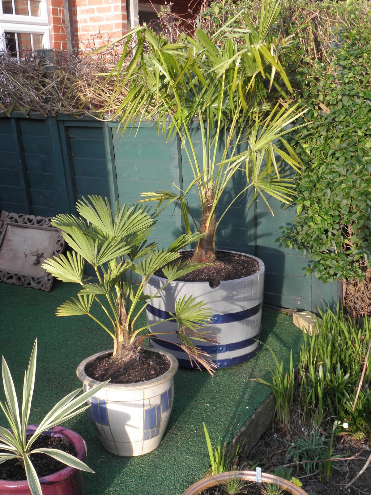 where eagles fear to perch: Half-barrel Planter for our Palm Tree...