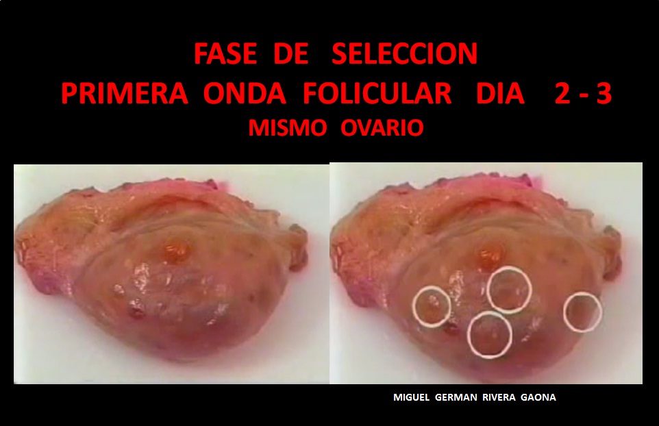 MANUAL DE REPRODUCCION BOVINA: CICLOS REPRODUCTIVOS