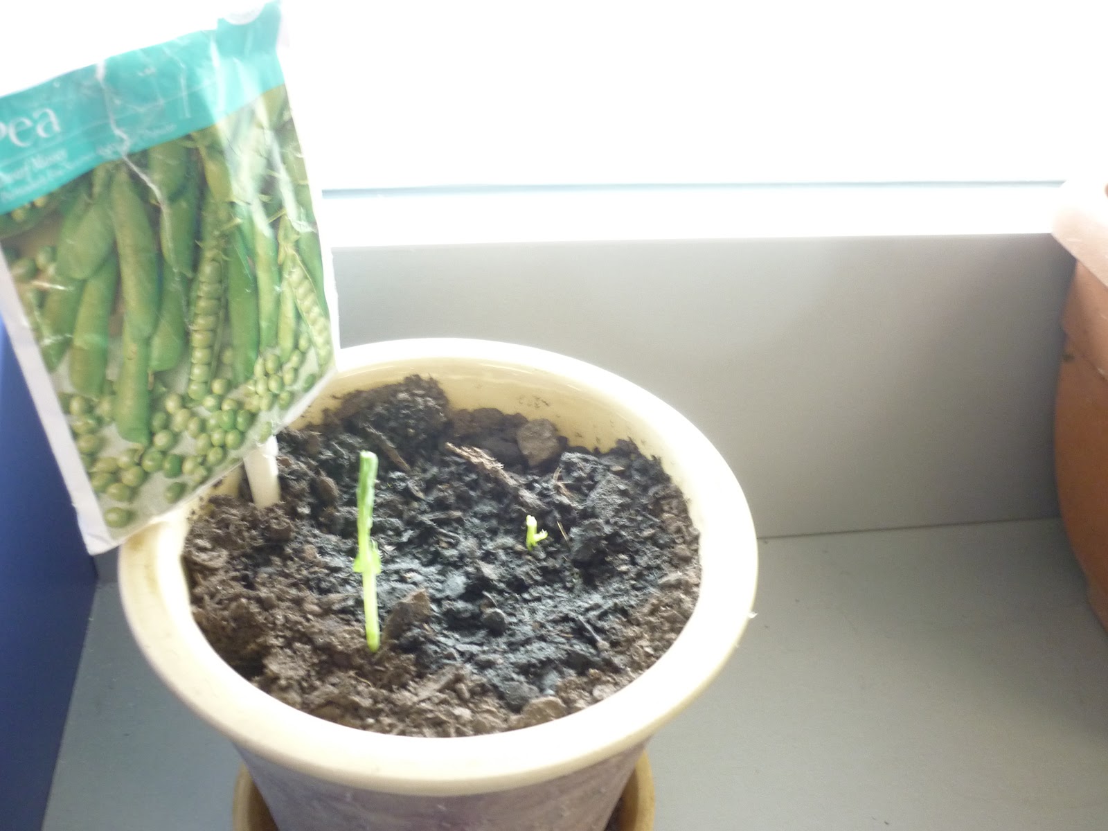Mrs Lalz Cool Kidz What Does A Plant Need To Grow 