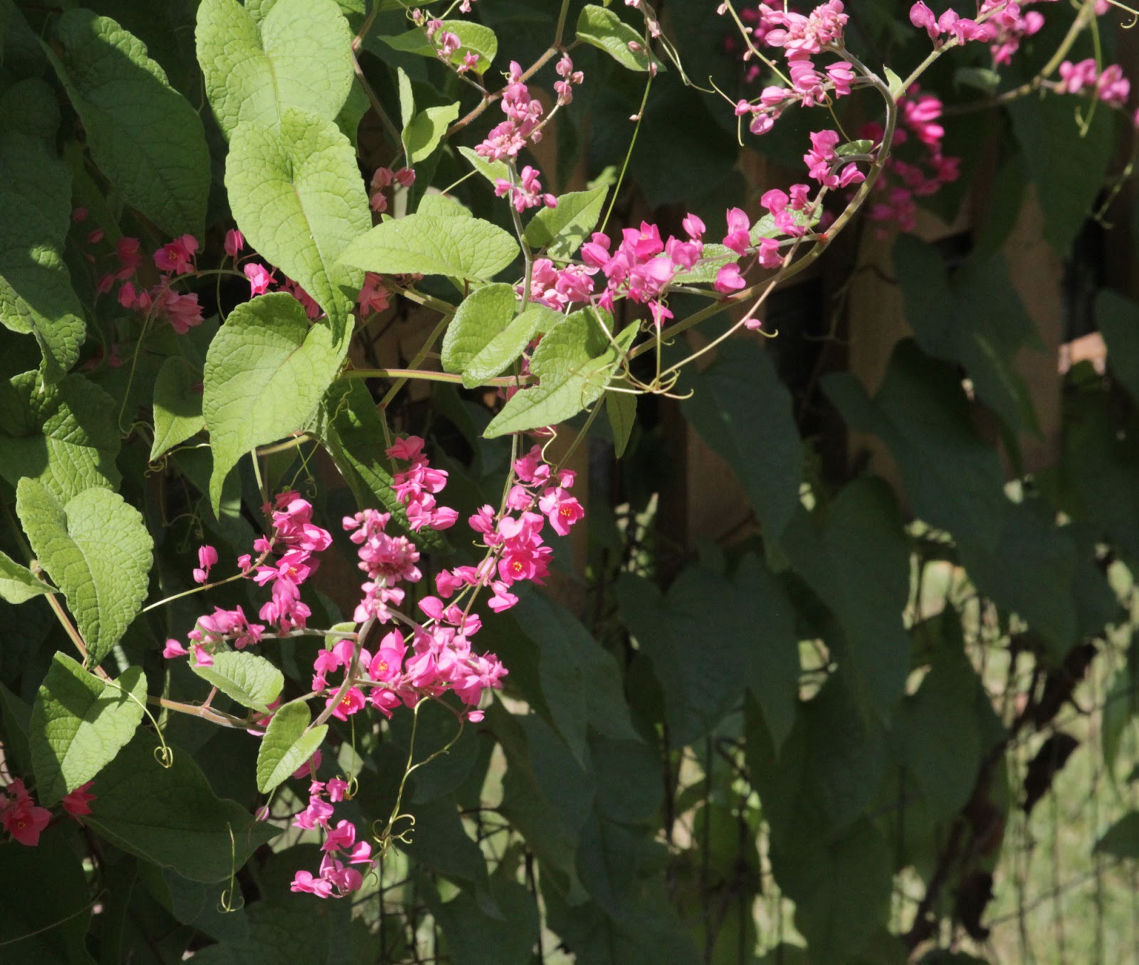Backyard Nature Wednesday: Coral Vine