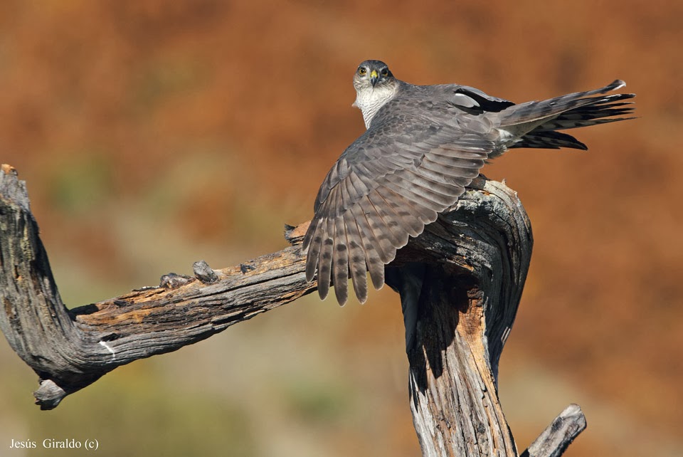 Jesús Giraldo Gutiérrez del Olmo. Visión natural: ACCIPITER NISUS ...