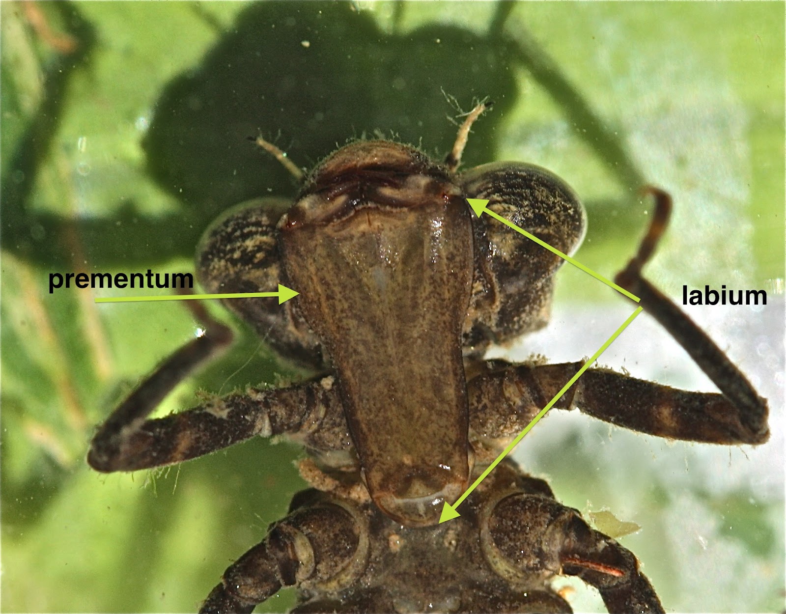 Aquatic Insects of Central Virginia: The "Fawn Darner" Dragonfly ...