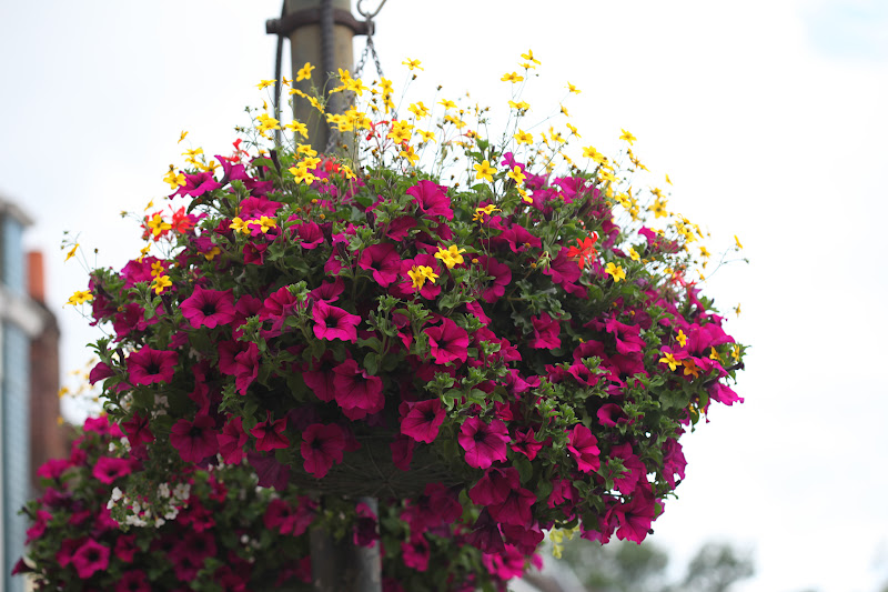Garden Living: Ampeltips! - Slik får du flotte ampler