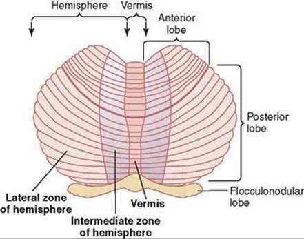 neuropathology blog: What is the nodulus?