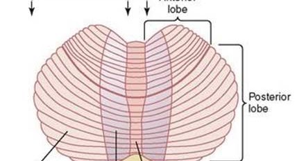 neuropathology blog: What is the nodulus?