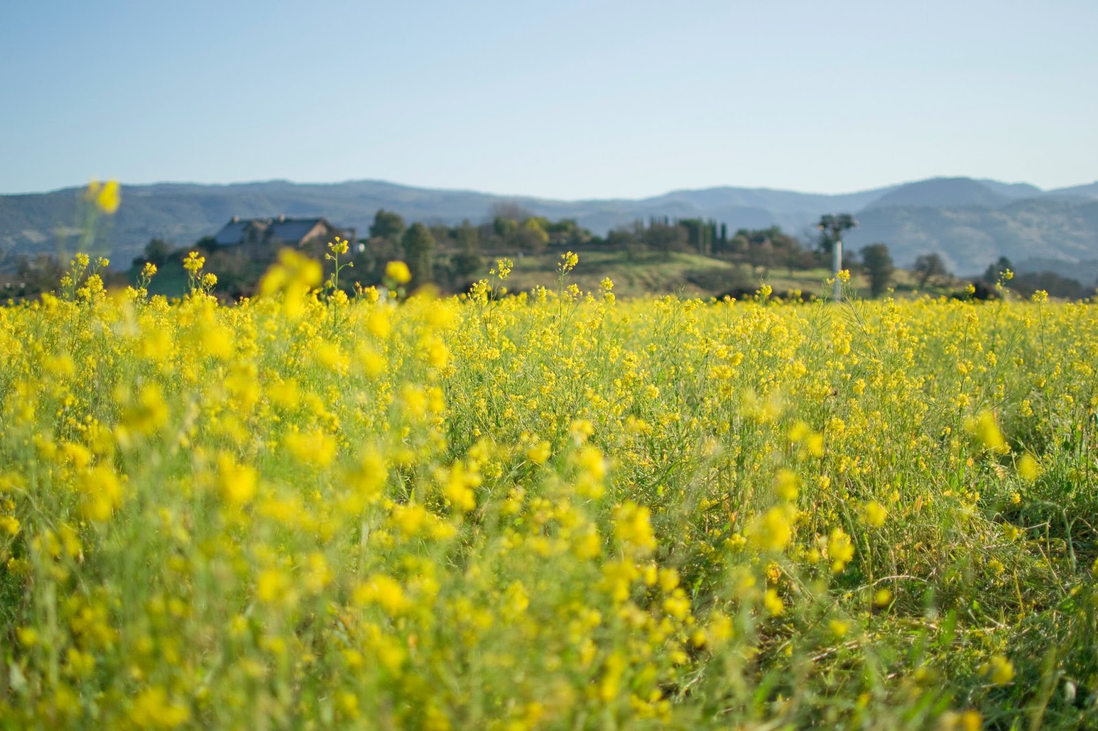 Truly Everyday: Wayfaring Wine Country: Mustard Season