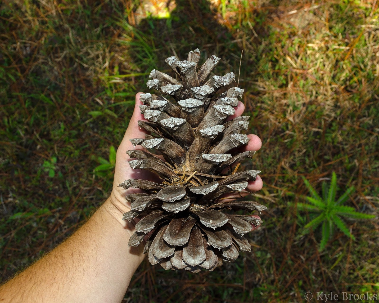 On the Subject of Nature: Longleaf Pines Forests and Red-Cockaded ...