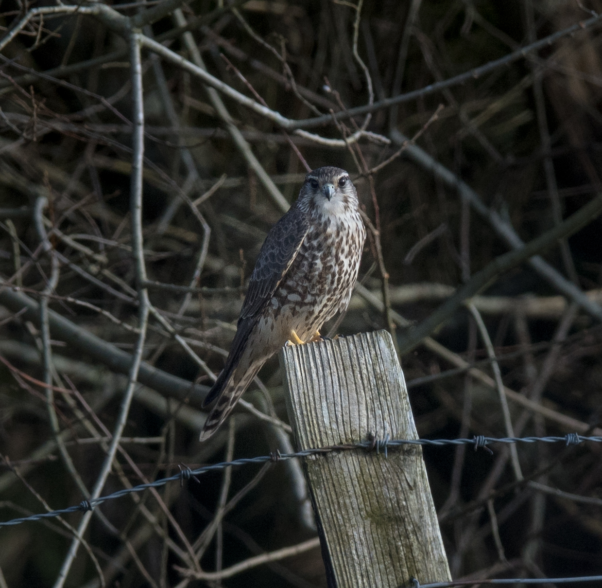 MONTGOMERYSHIRE BIRDS: Female Merlin