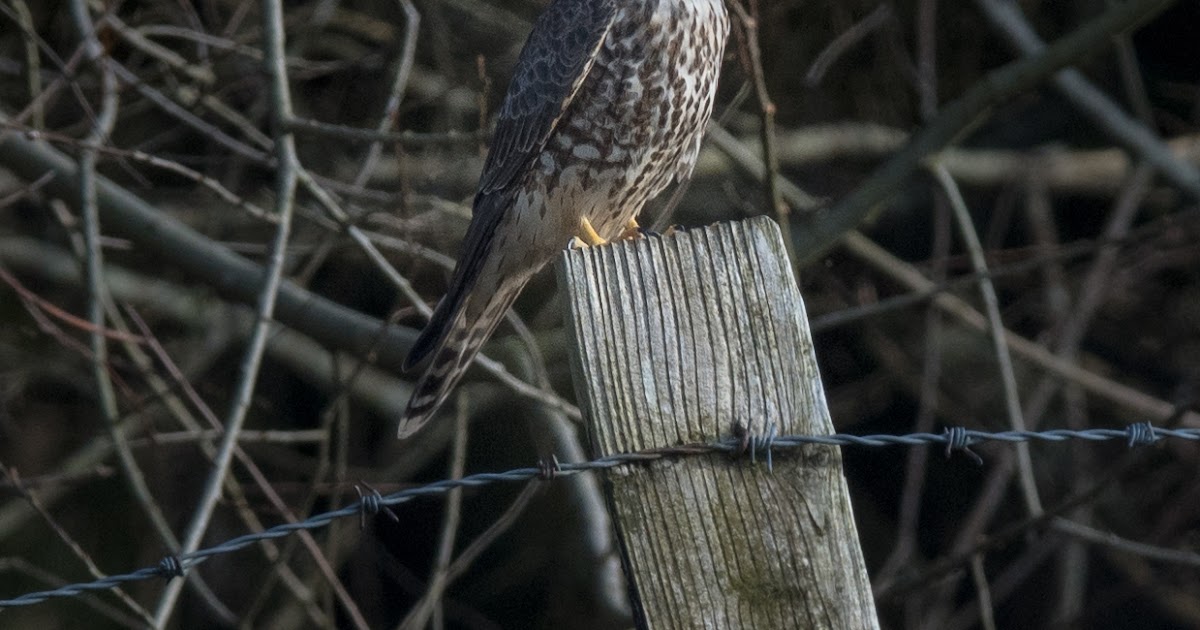 MONTGOMERYSHIRE BIRDS: Female Merlin