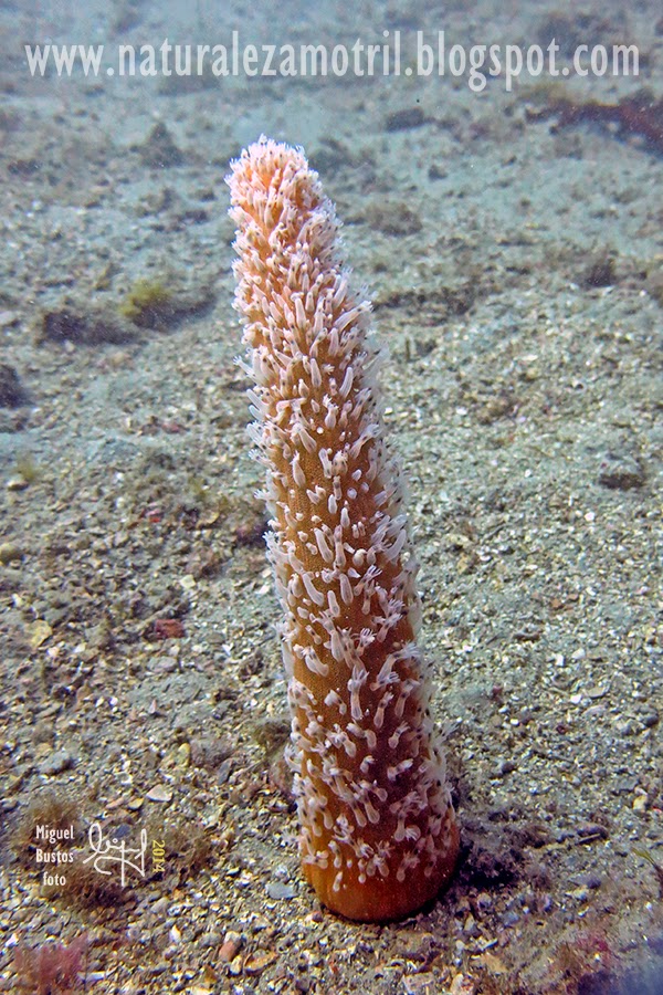 Naturaleza y Fotografía en Motril: Pluma de mar (Veretillum cynomorium)