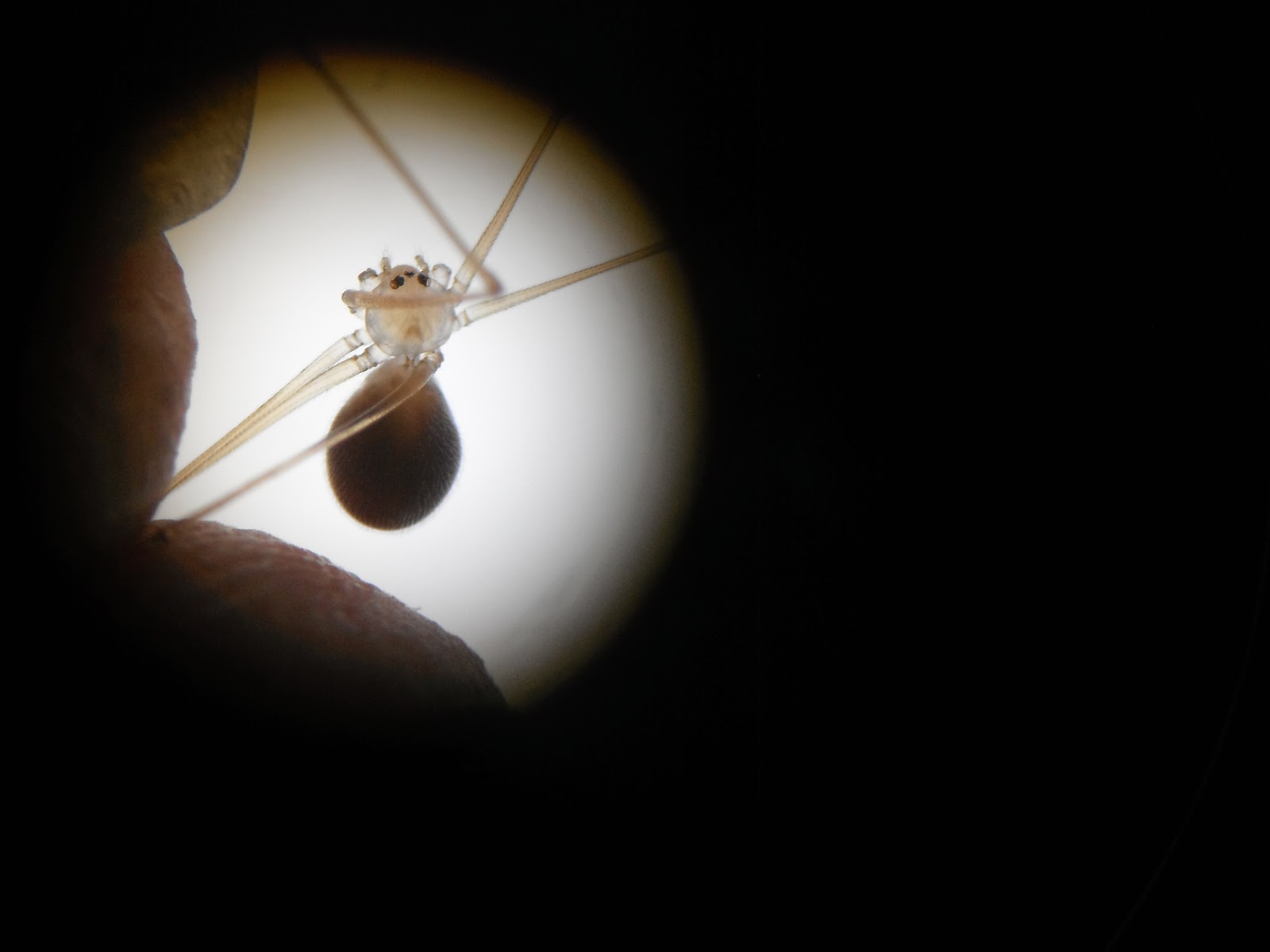 A TRAVÉS DEL ESTEREOSCOPIO : Araña Casera " Pholcus Phalangioides ...